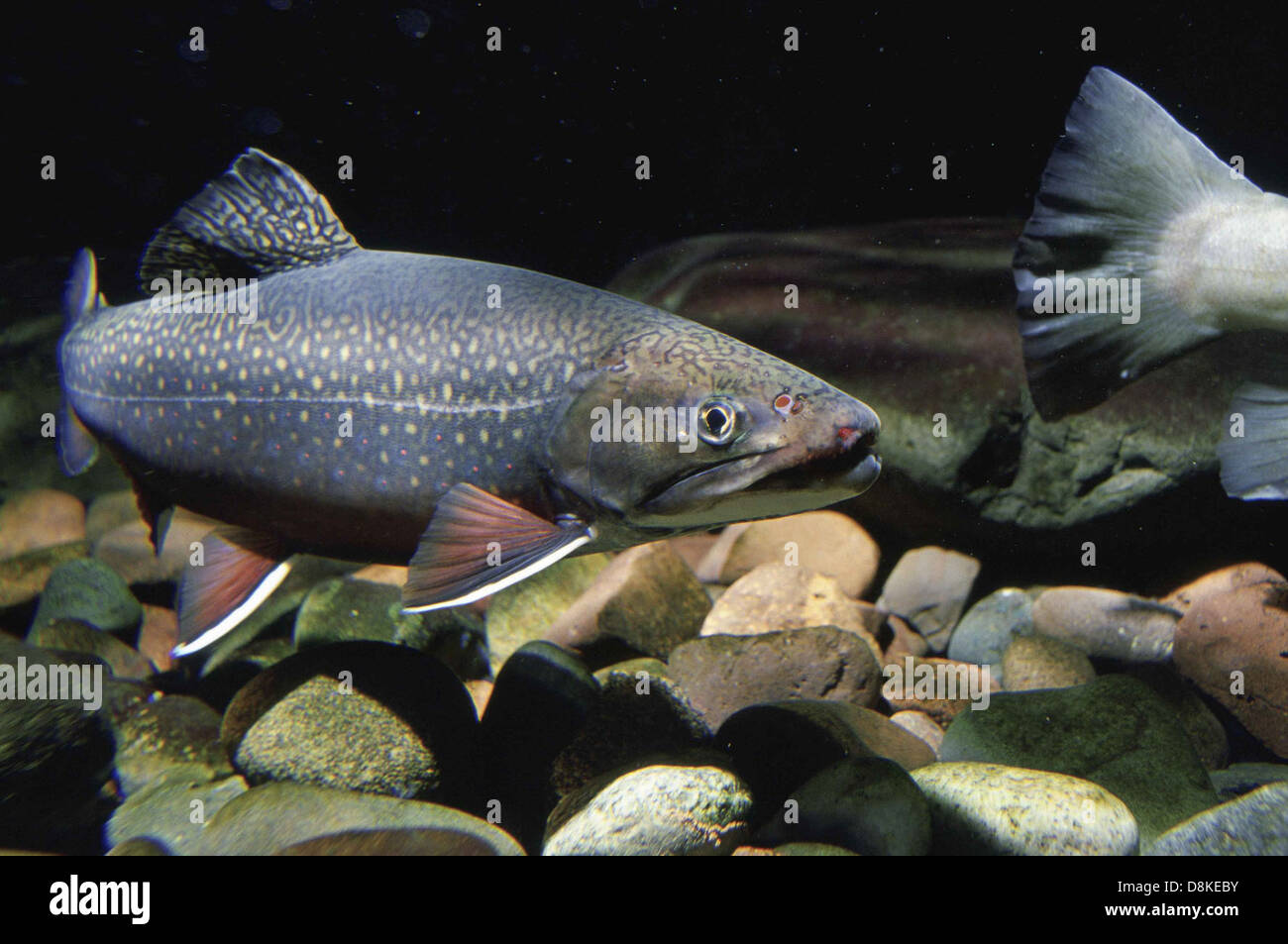 A Brook Trout, scientifically known as Salvelinus fontinalis, is a ...