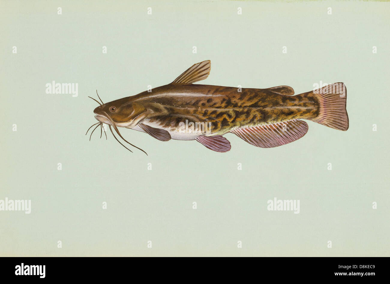 Bullhead fish hi-res stock photography and images - Alamy