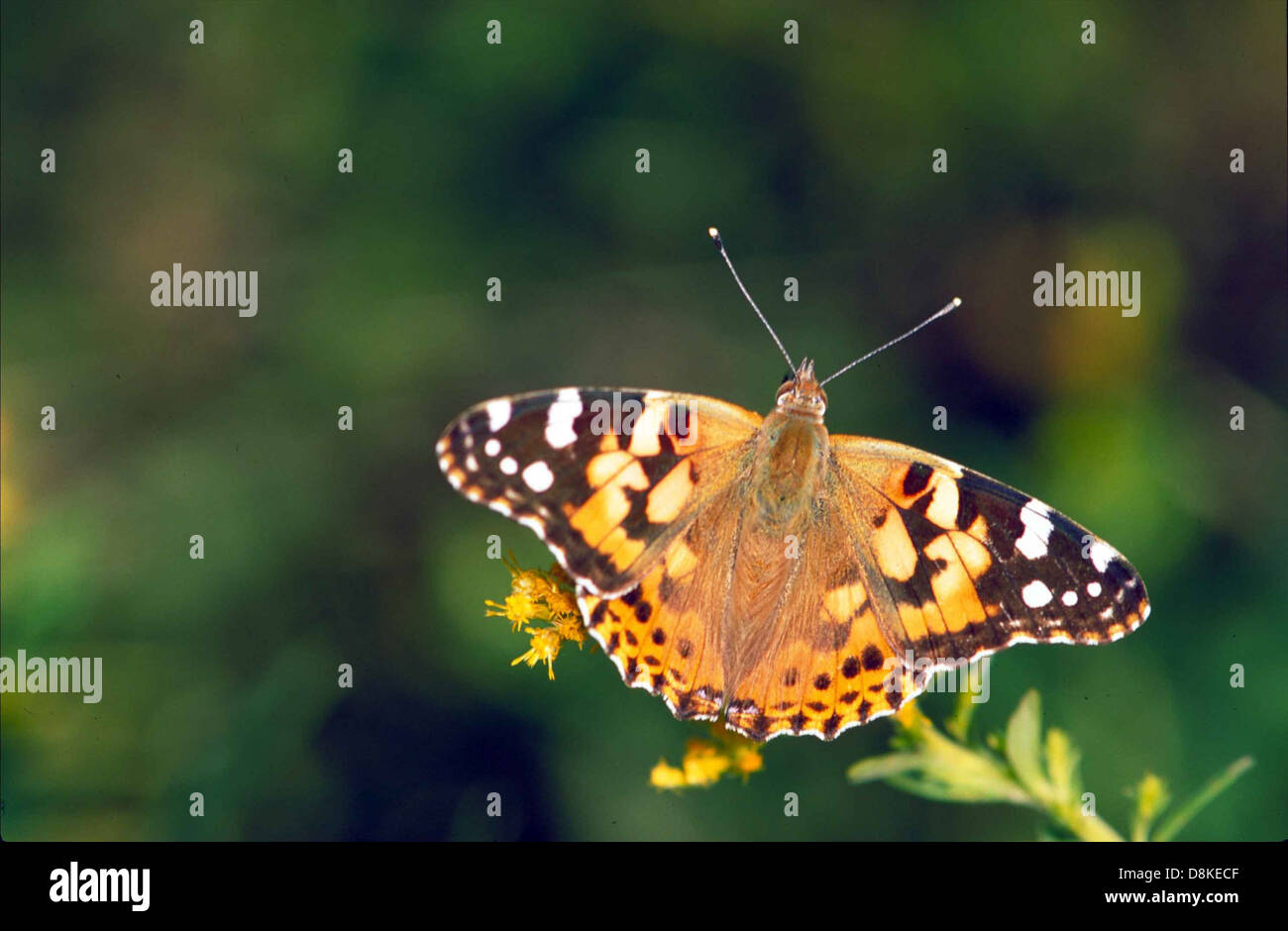 A painted lady butterfly, characterized by its brown, orange, and white ...