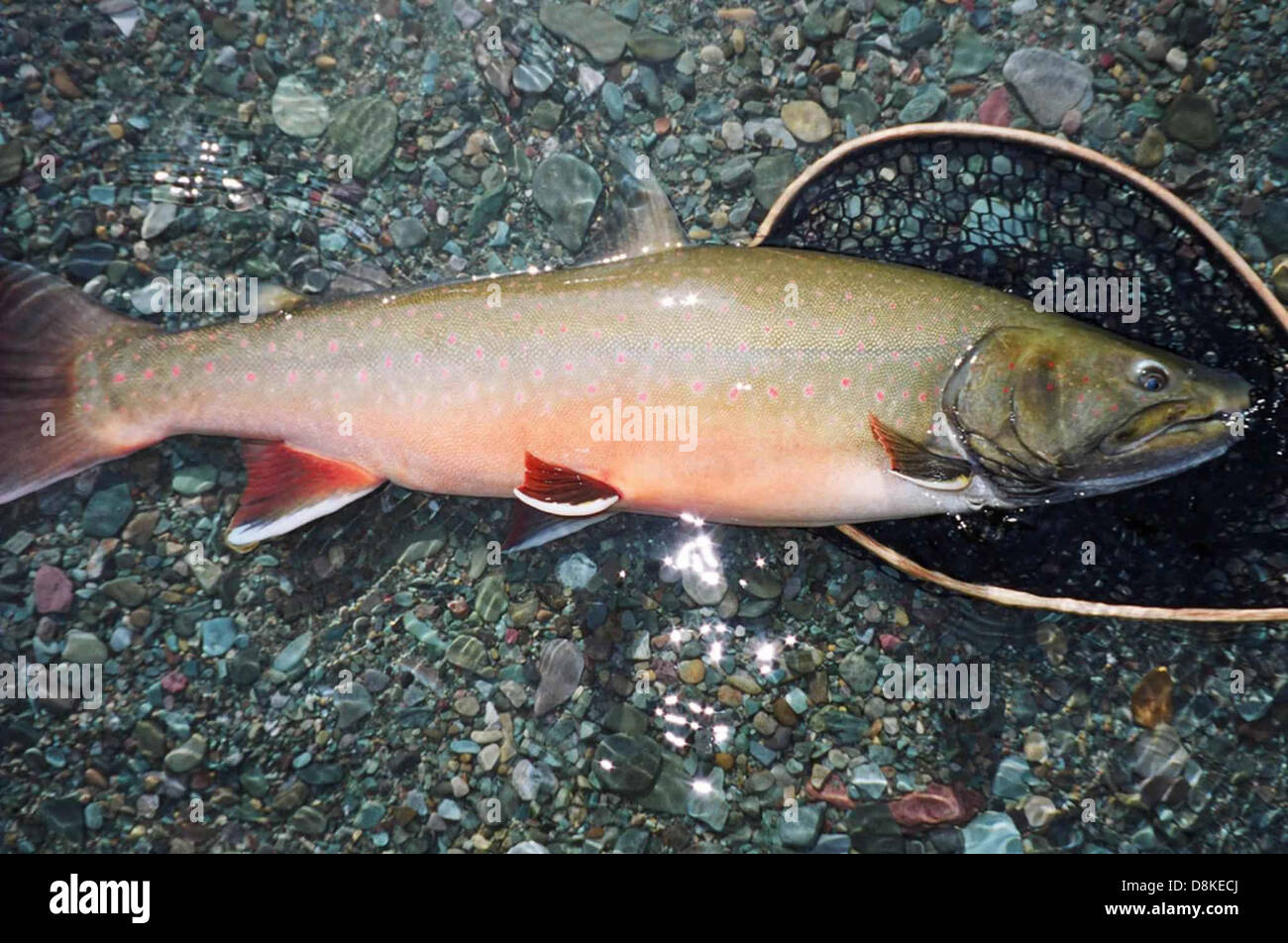 A Bull Trout fish (Salvelinus confluentus) resting on rocks by the water. Known for its distinct ...