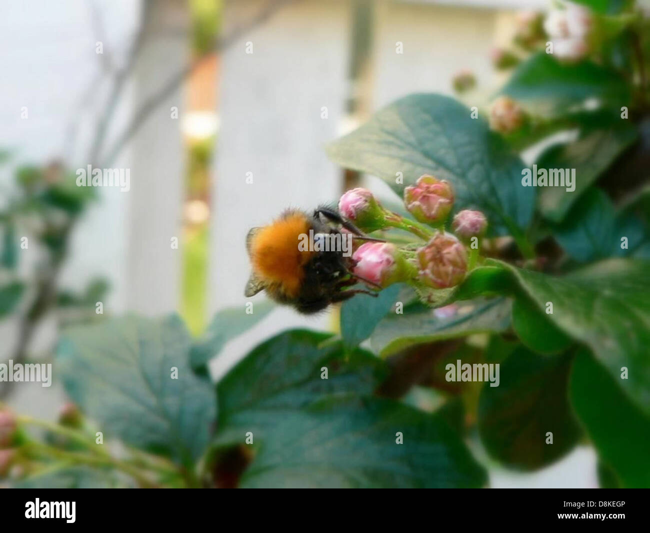 Bumblebee collecting nectar flower hi-res stock photography and images ...