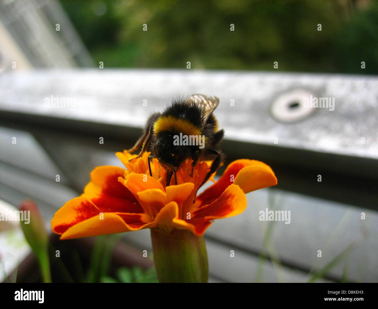 A close-up of a bumblebee, showcasing its furry body and wings in vivid ...