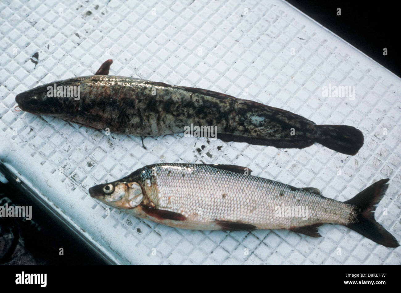 Burbot and humpback whitefish lota lota and coregonus oidschian Stock ...