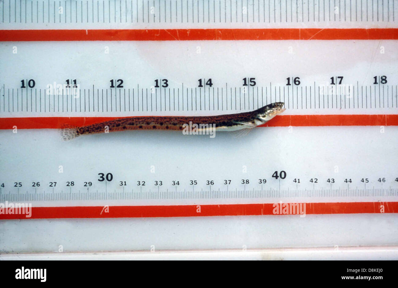 Precise length measurements hi-res stock photography and images - Alamy