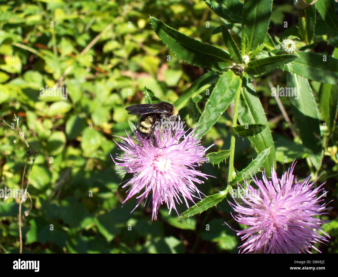Stock bee photo hi-res stock photography and images - Alamy