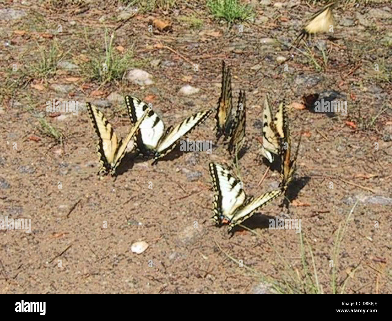 A group of butterflies is seen resting on the ground. The image shows ...