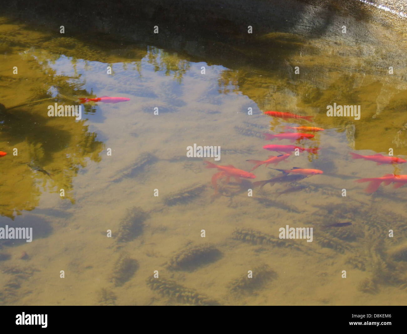 A Chinese carp fish swimming in calm water. Known for its distinctively ...