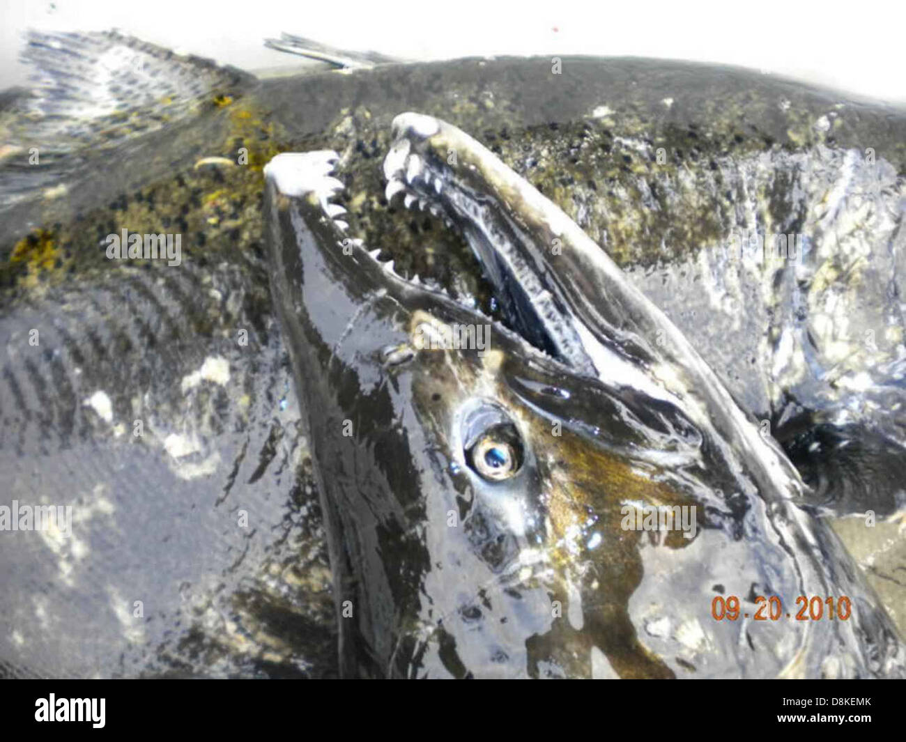 A close-up of a fall tule chinook, a species of salmon, showing its ...