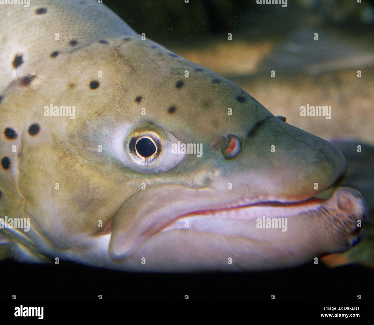 Distinctive markings characteristic hi-res stock photography and images ...