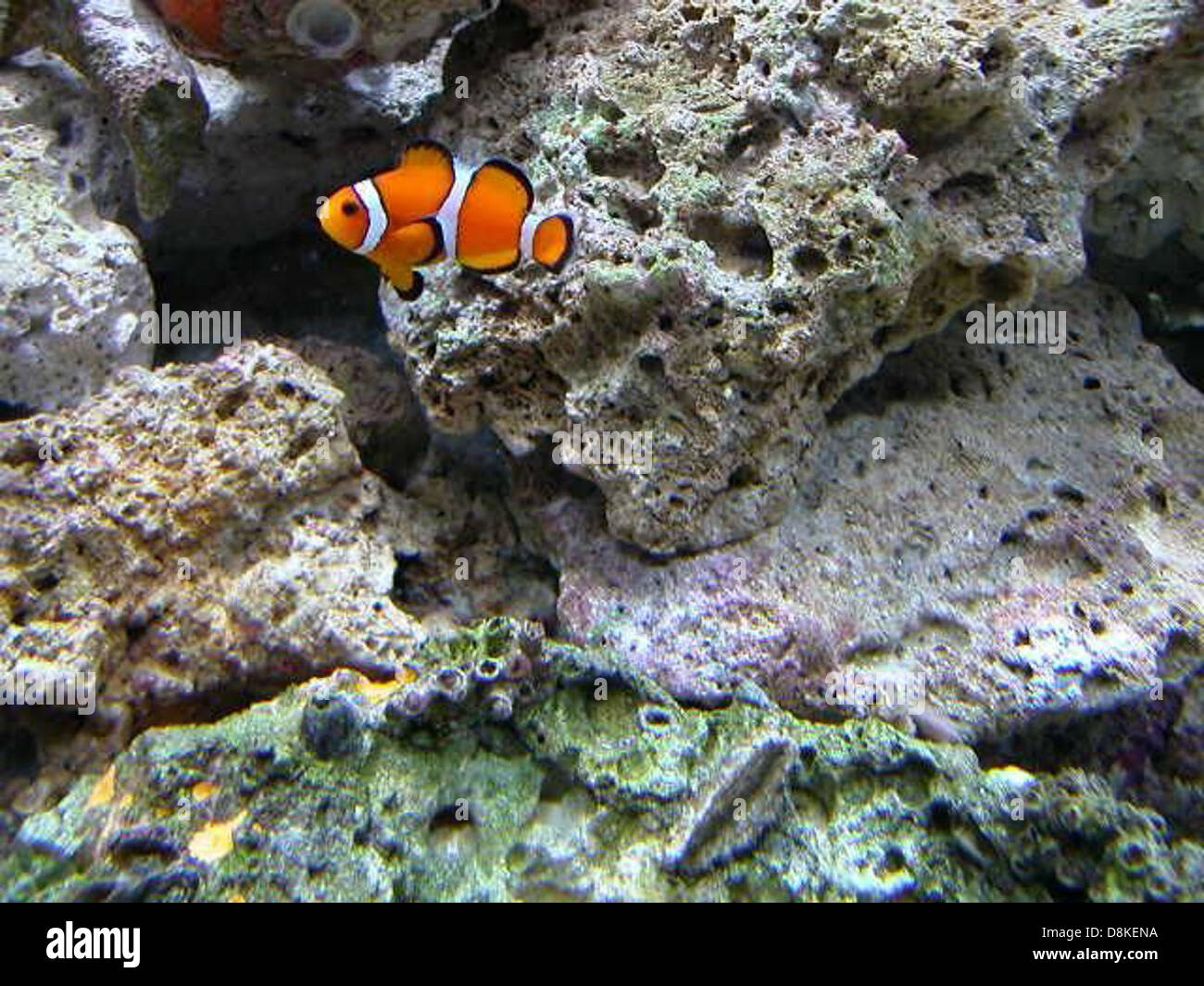 A clownfish swims among the vibrant coral reefs, known for their bright ...