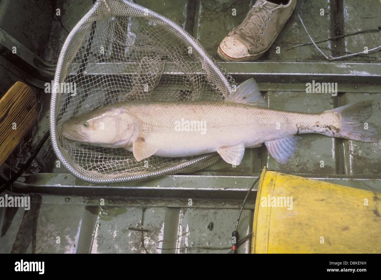 A close-up of a Colorado pikeminnow, a rare species of fish native to ...