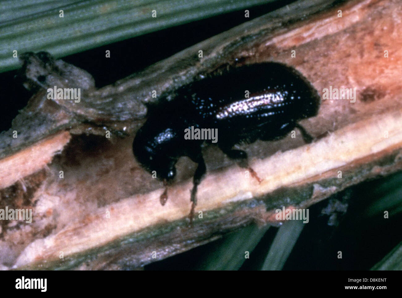 A close-up of the Common Pine Shoot Beetle, a pest known for damaging ...