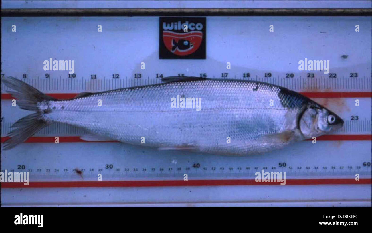 The Arctic cisco fish (Coregonus autumnalis) is shown in its natural ...