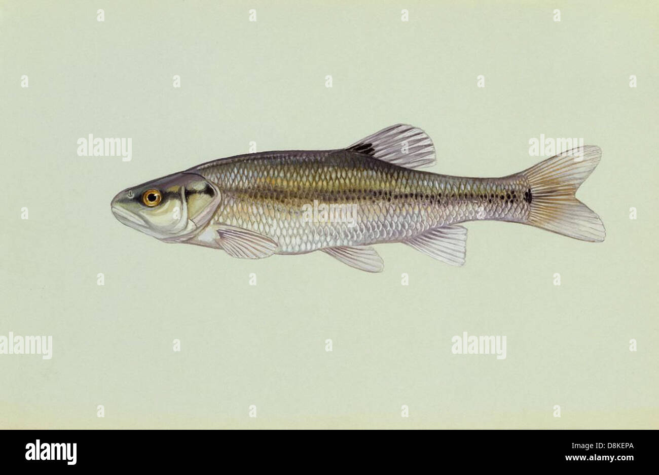 Creekchub fish illustration Stock Photo - Alamy