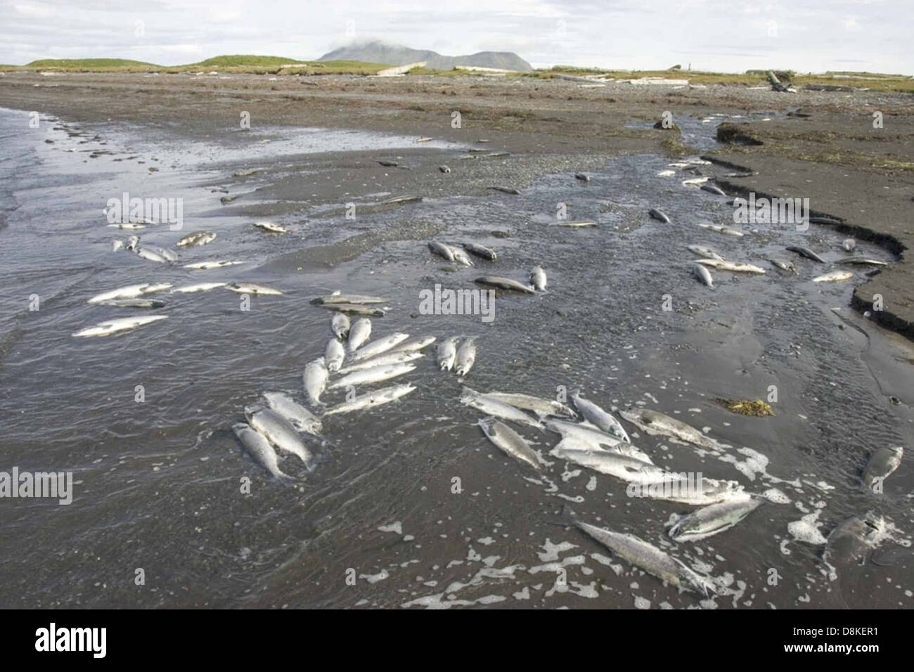 Dead fish on coast Stock Photo - Alamy