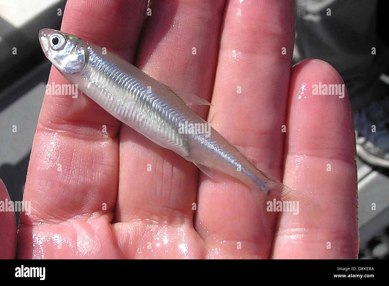 A delta smelt fish is gently held in hand, showcasing its small size ...