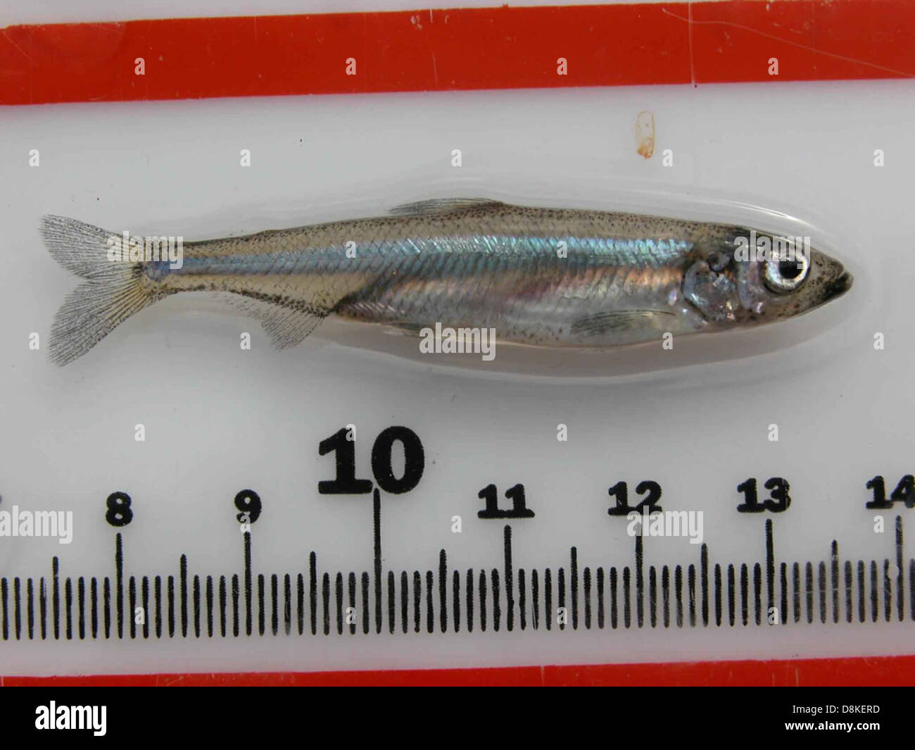 Delta smelt fish on scale threatened fish specie Stock Photo - Alamy