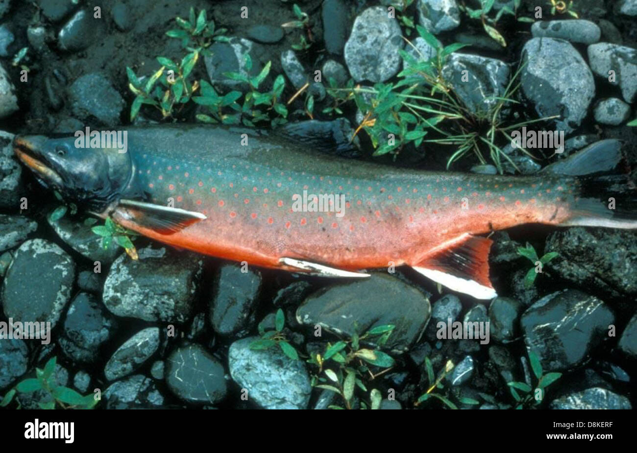 Dolly Varden Fish High Resolution Stock Photography and Images - Alamy