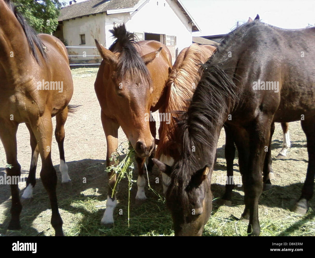 Group horses in field during hi-res stock photography and images - Alamy