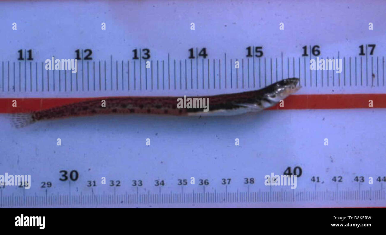 Eelpout fish hi-res stock photography and images - Alamy