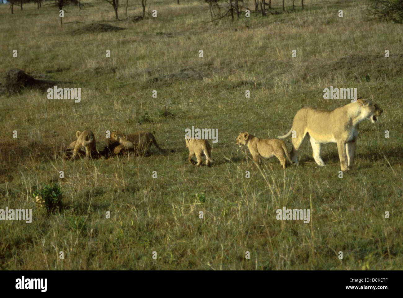 A female lion rests with her cubs, showcasing the protective and ...