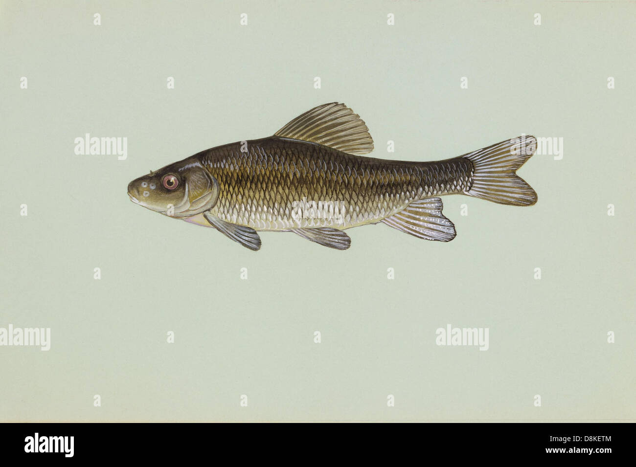 A chubsucker fish found in a creek, characterized by its robust body ...