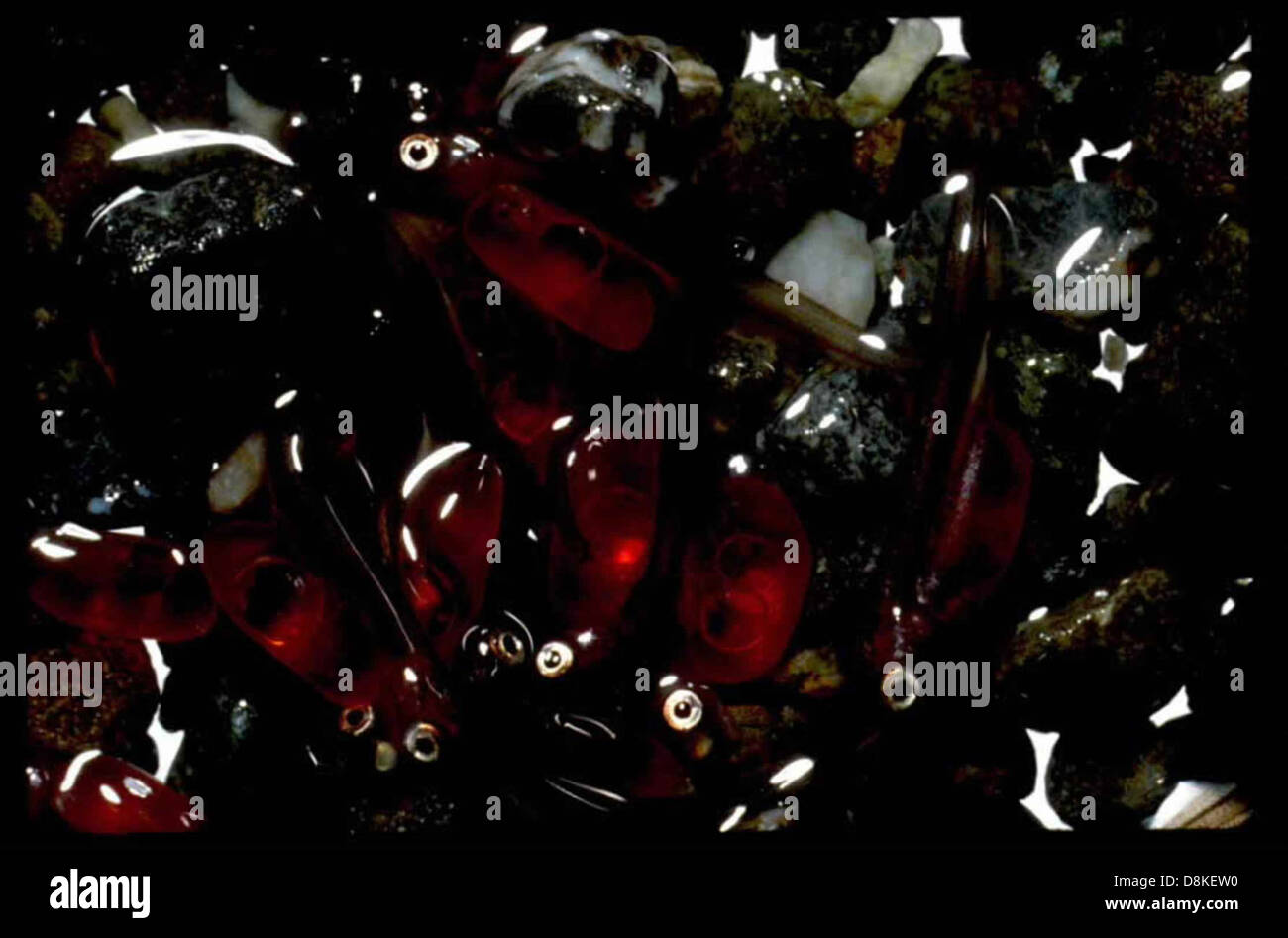 This image shows a fish embryo, a developing early stage of a fish in ...