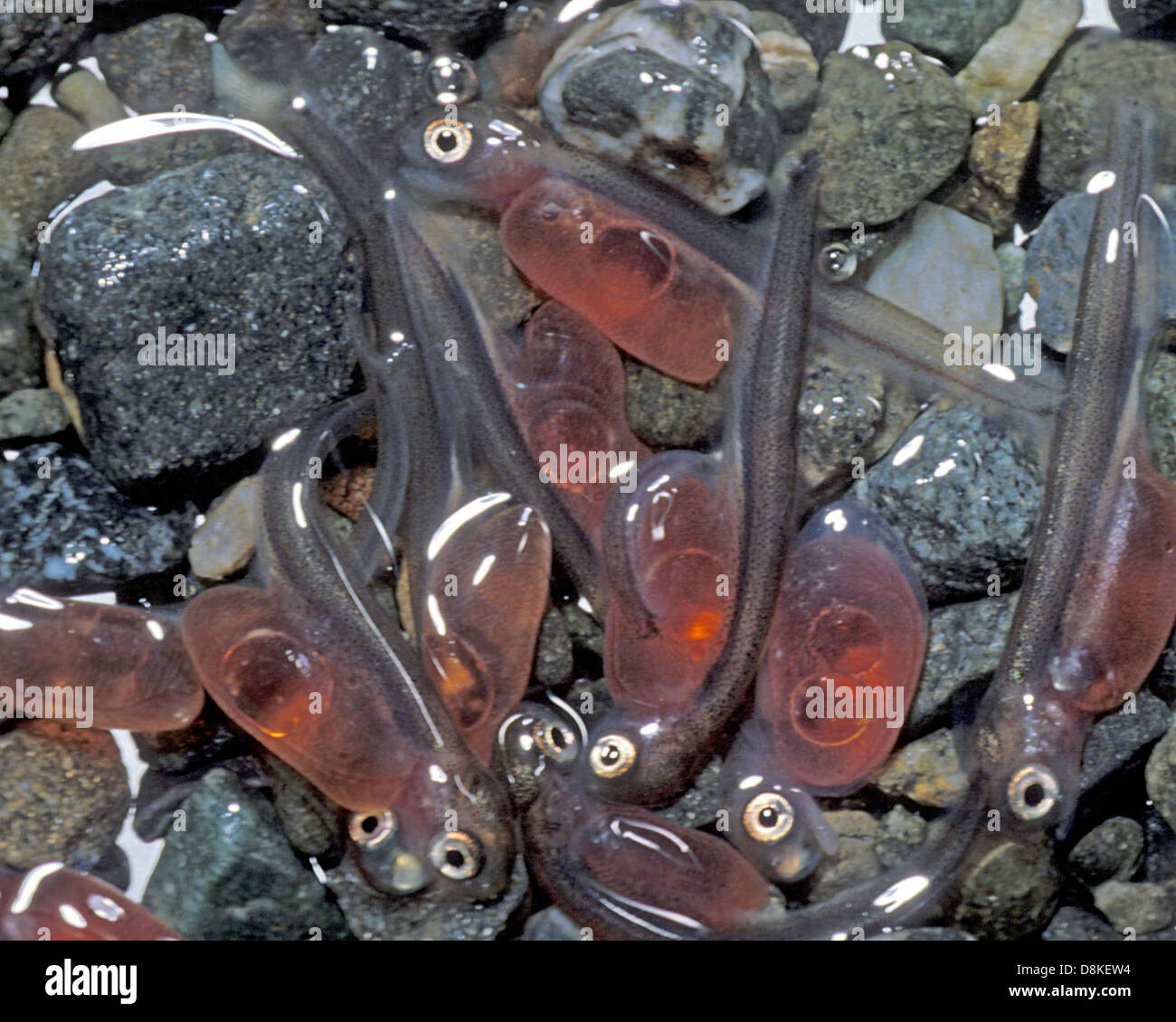 Fish lifecycle stages hi-res stock photography and images - Alamy