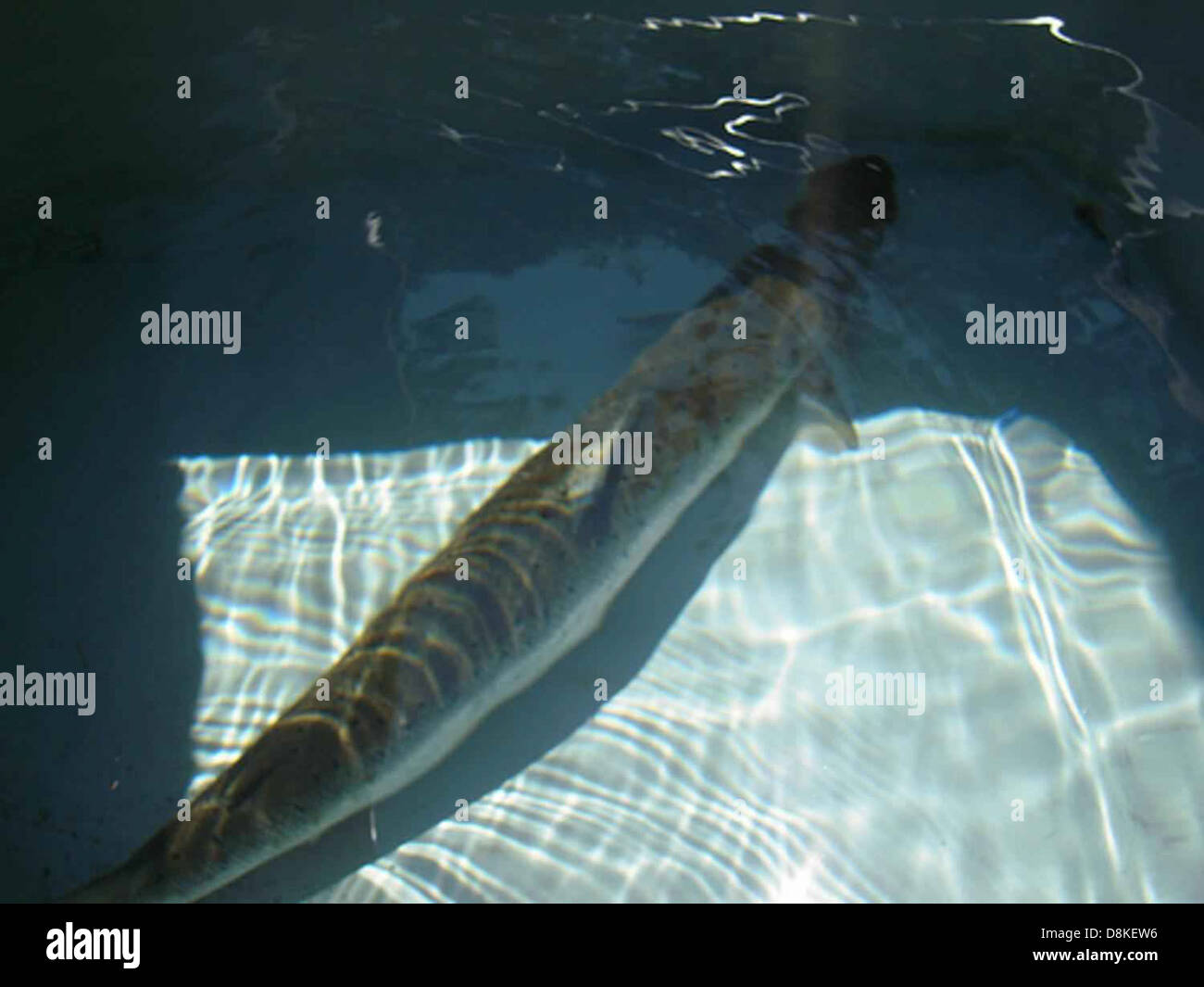 Salmon breeding tanks hi-res stock photography and images - Alamy