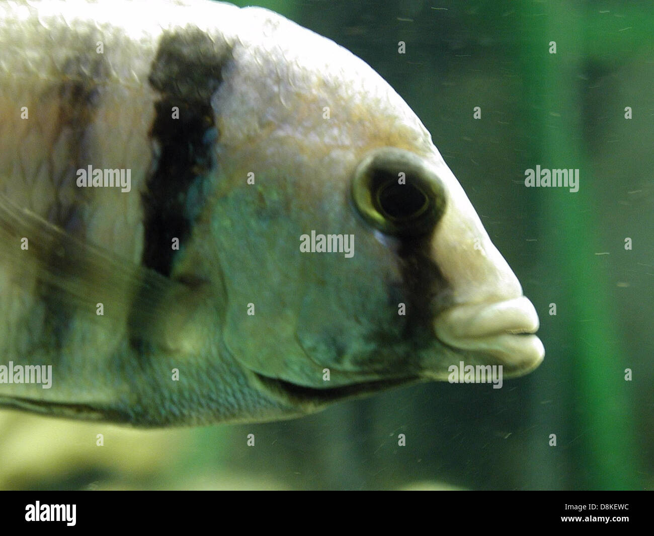 A close-up image of a fish head, showing its features like the eyes ...
