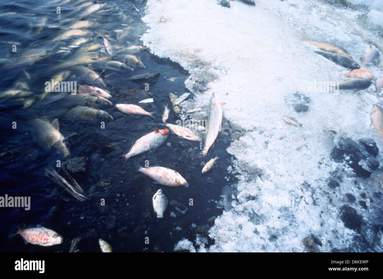 Dead fish due to water pollution hi-res stock photography and images ...