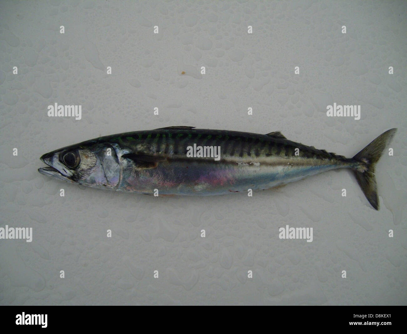 Seafood fish identification hi-res stock photography and images - Alamy