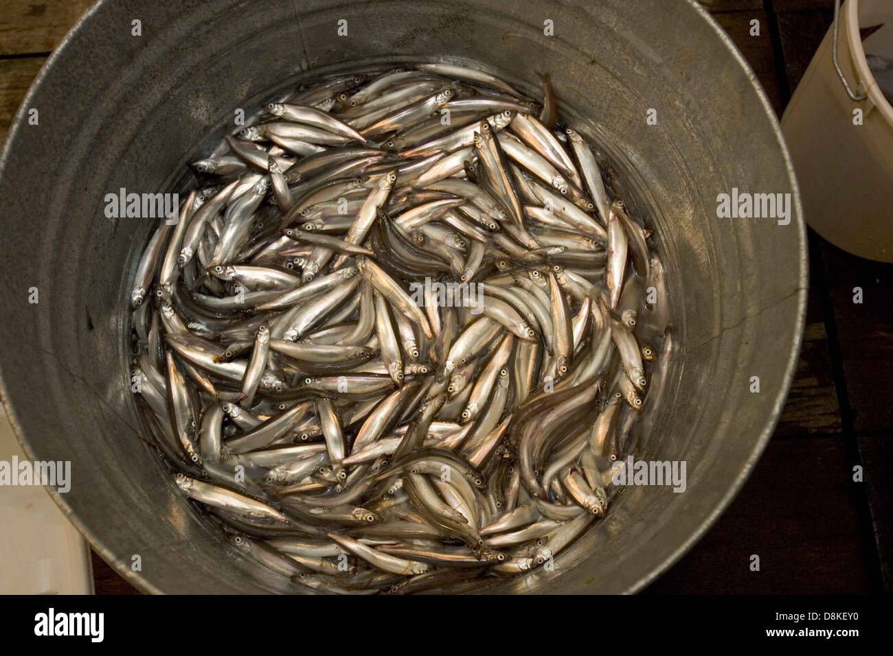 Full box of fish Stock Photo - Alamy