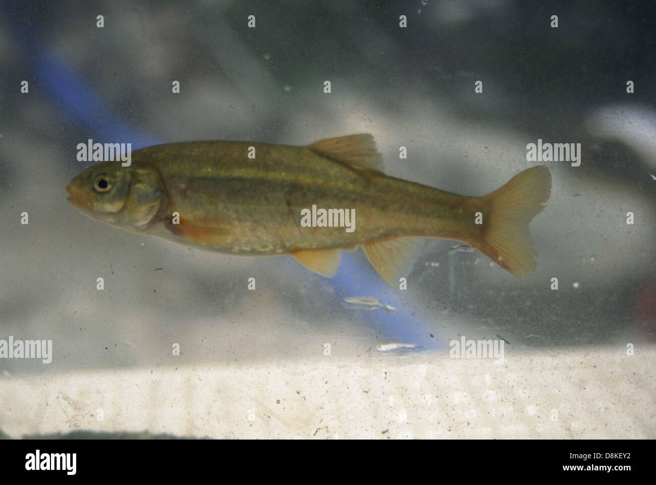 Fish easily identifiable hi-res stock photography and images - Alamy