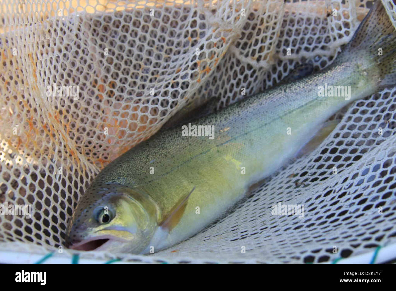 Gila trout fish in net Stock Photo - Alamy