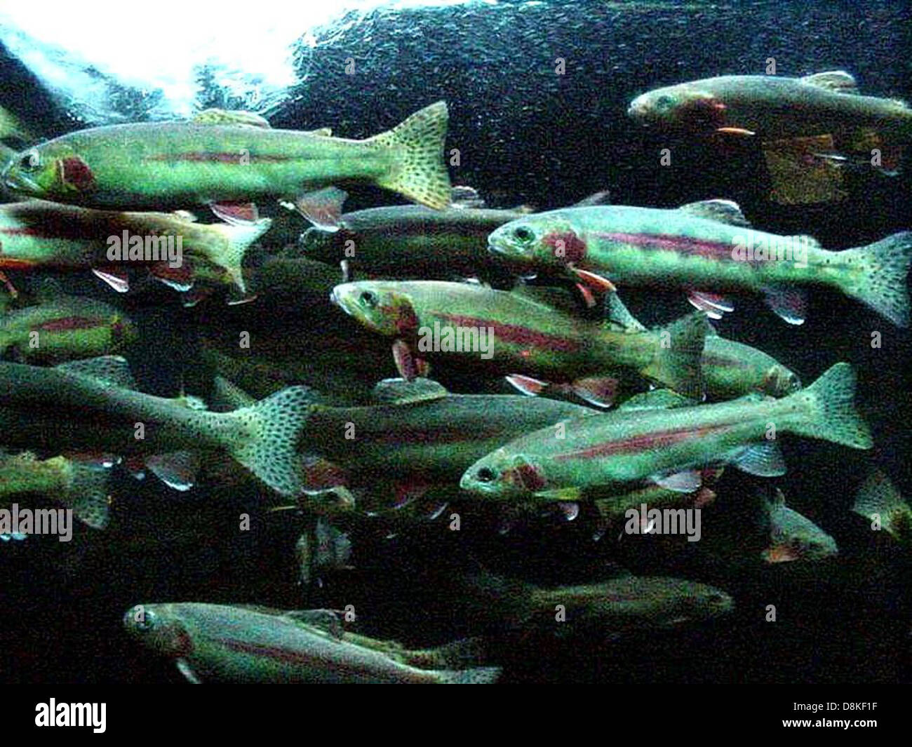 Golden trout swimming hi-res stock photography and images - Alamy