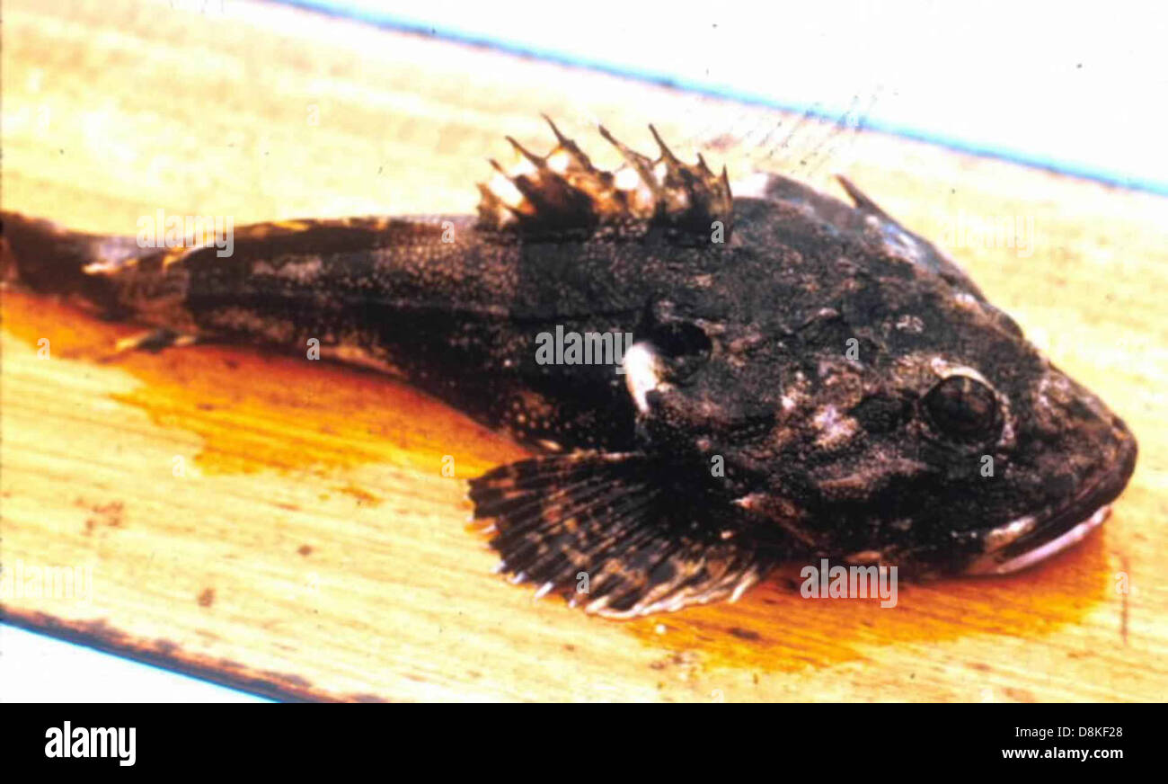 Spiny armored head hi-res stock photography and images - Alamy