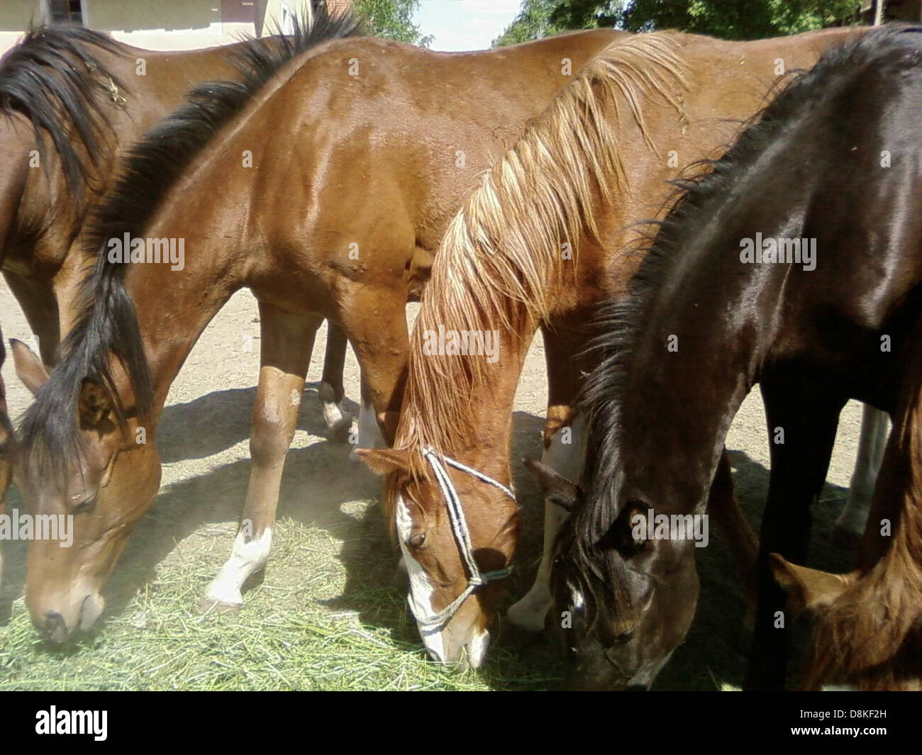 This image features a group of horses, either in a pasture or grazing ...
