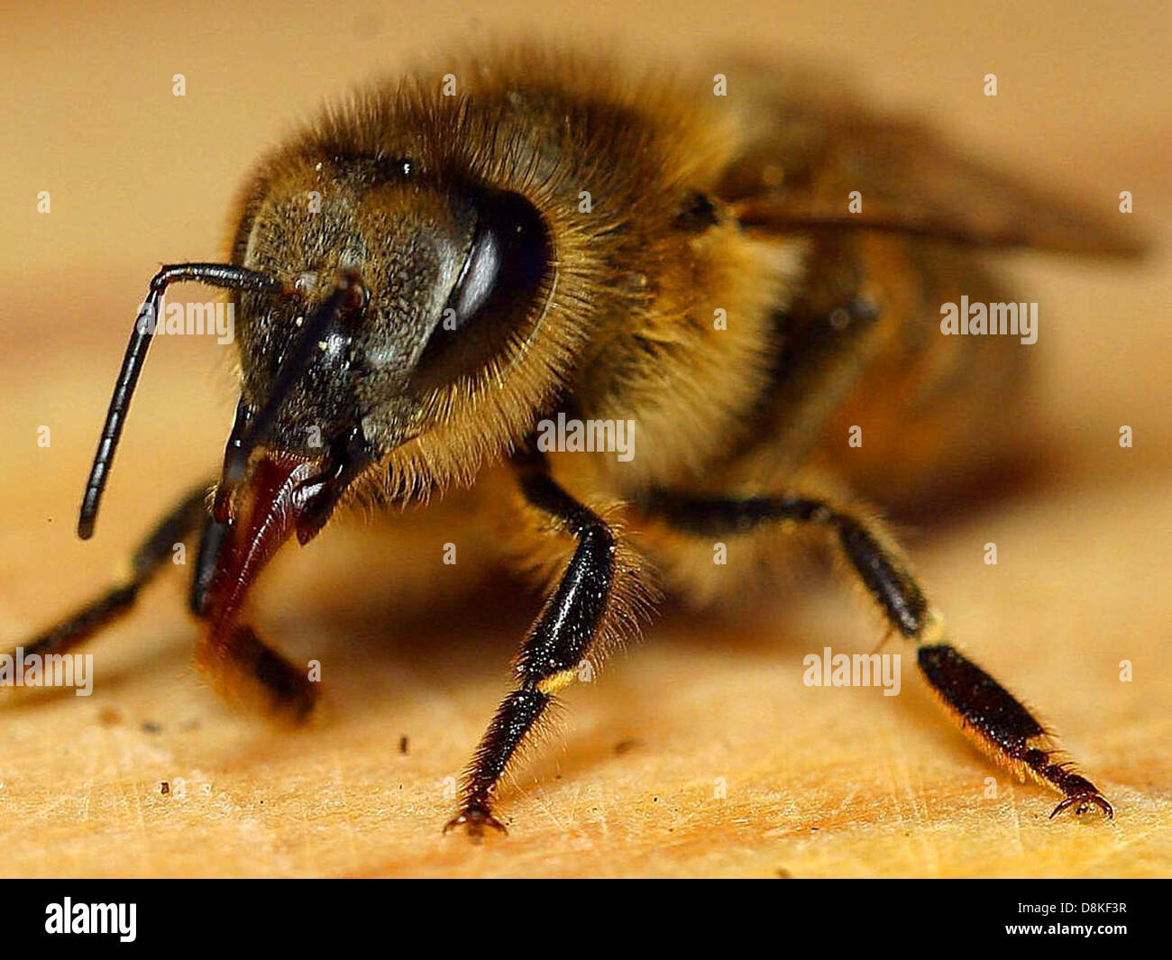 The honeybee (Apis mellifera) is a crucial pollinator species that ...