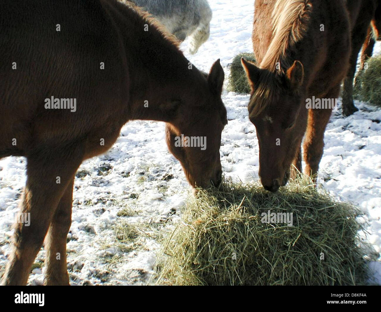 Horses seen in countryside hi-res stock photography and images - Alamy