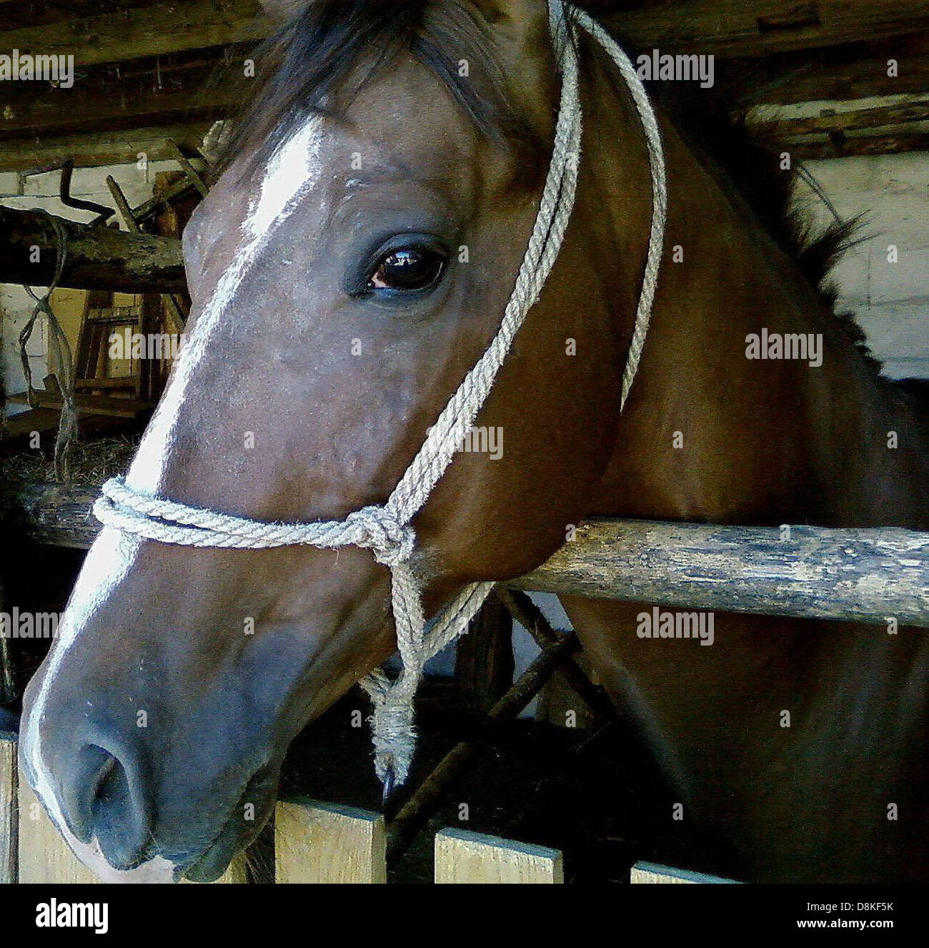 A close-up of an Arabian horse's head, showcasing its elegant features ...