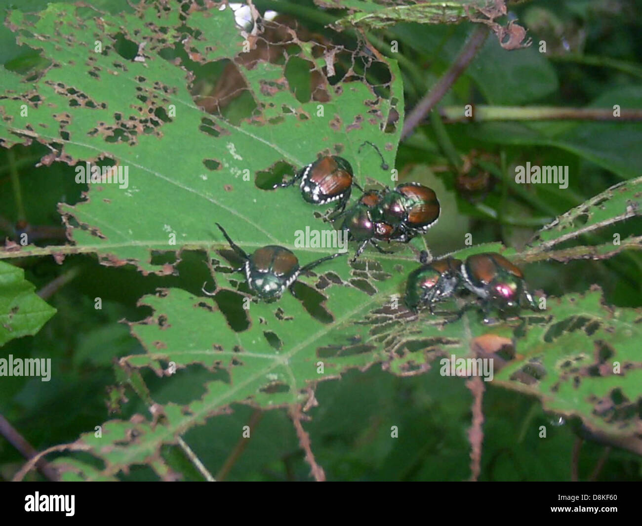 Japanese beetles are seen feeding on the leaves of a wild grape vine ...