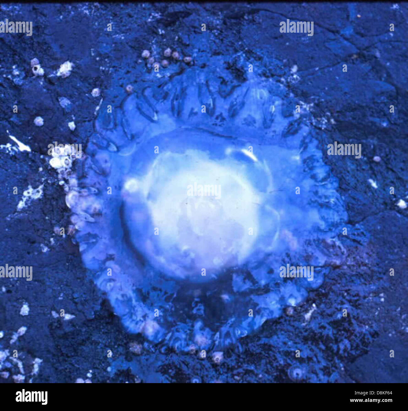 A jellyfish is shown outside the water, its transparent body and ...