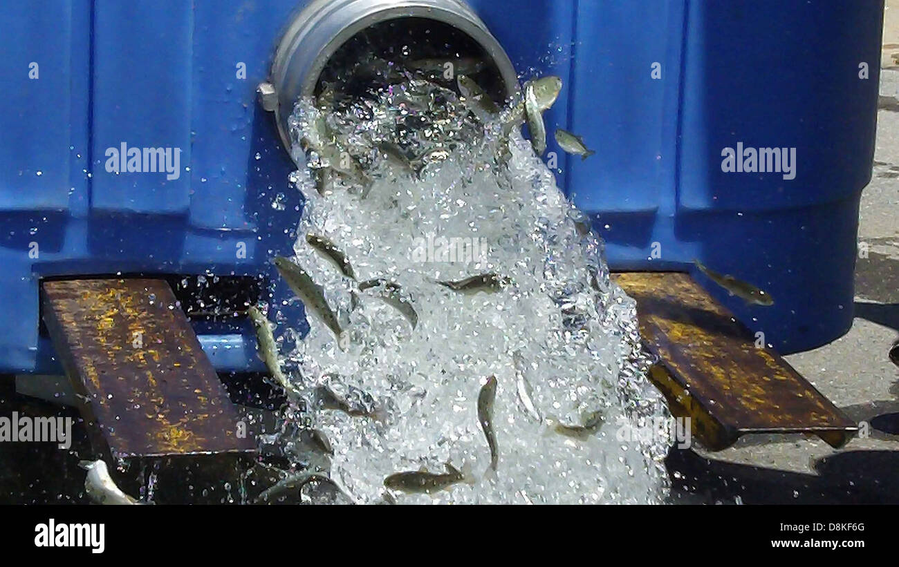 Juvenile fish flow out of a transport tank into a raceway Stock Photo ...