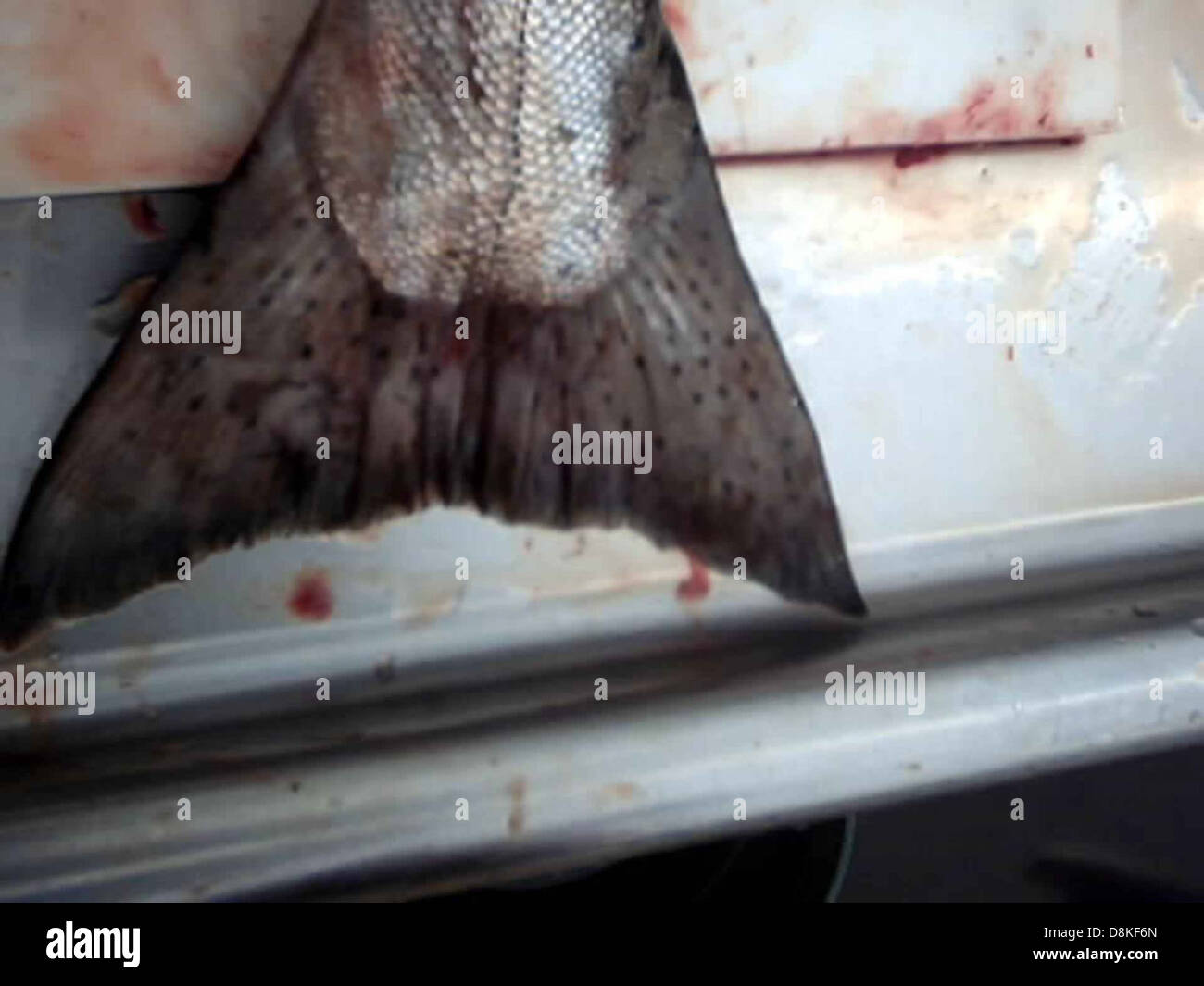 A close-up image of a King salmon (Oncorhynchus tshawytscha) tail ...