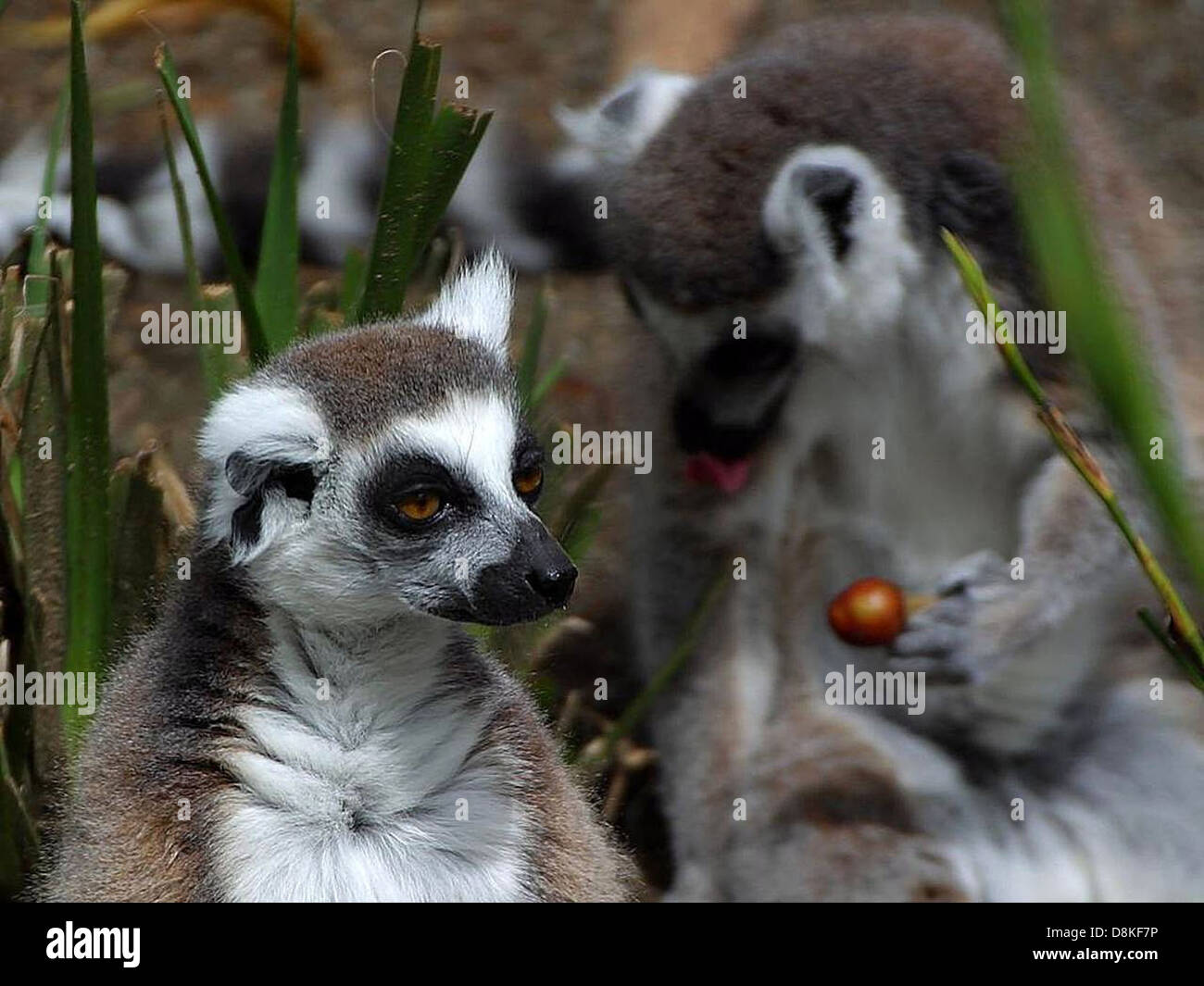 A group of lemurs, known for their distinctive long tails and large ...