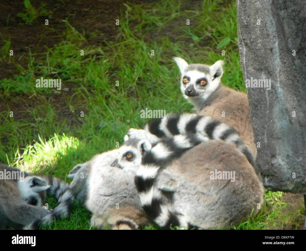 A group of ring-tailed lemurs (Lemur catta) in their natural habitat ...
