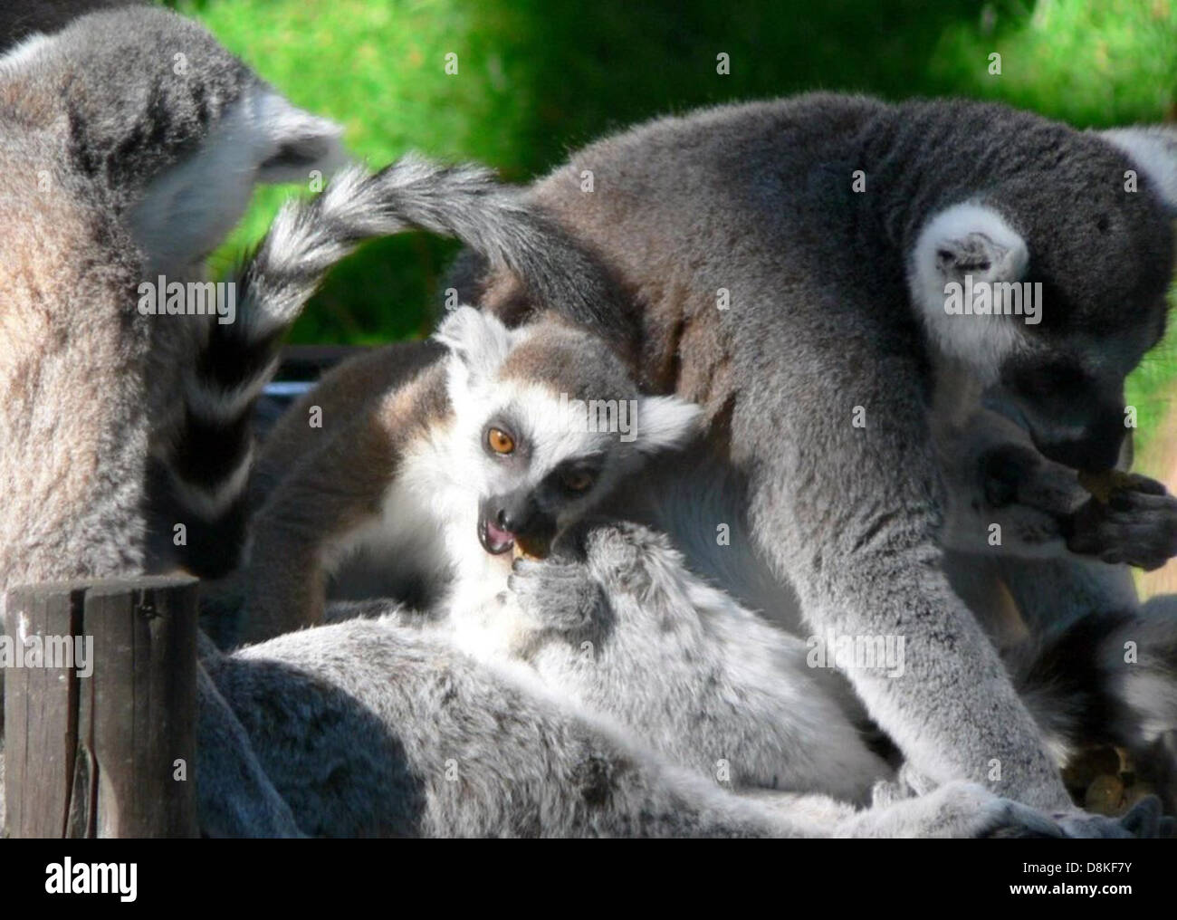 Diverse wildlife of madagascar hi-res stock photography and images - Alamy