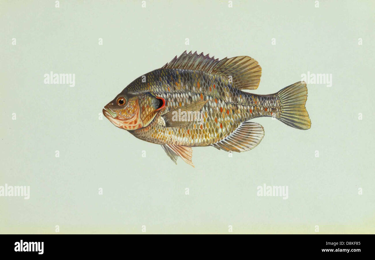 Redear sunfish hi-res stock photography and images - Alamy