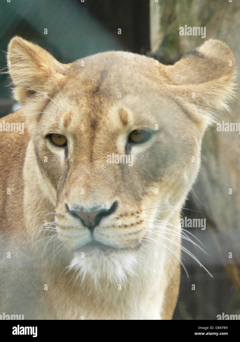 A close-up of a female lion’s face, showing its distinct features such ...